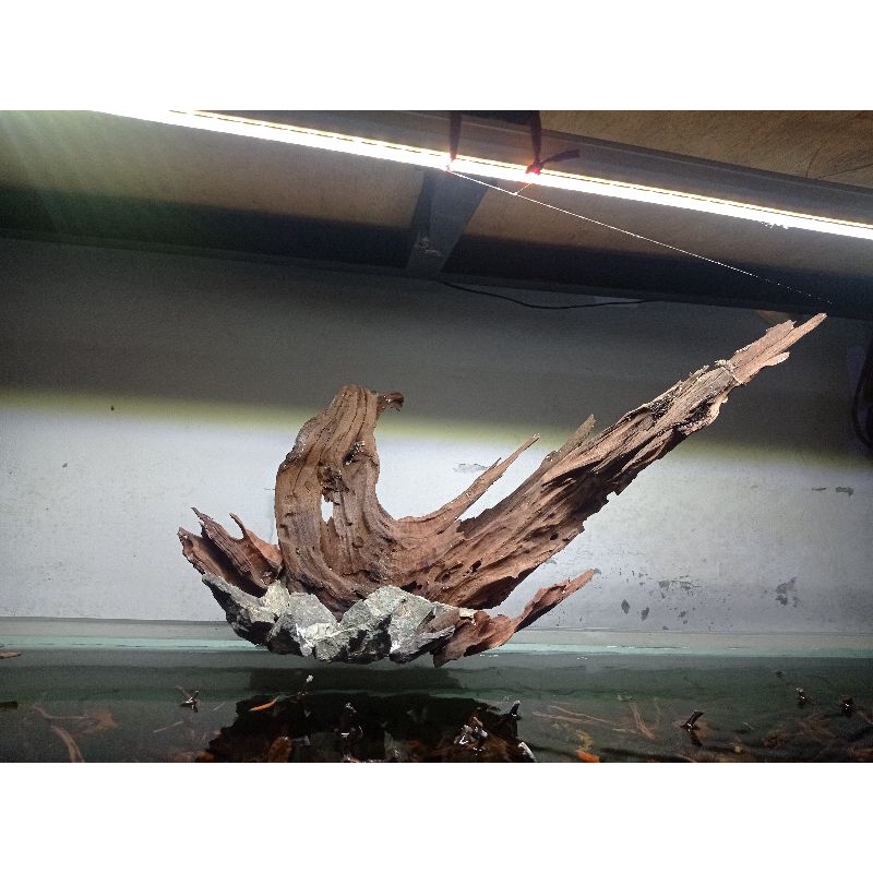 Jual kayu rentek aquascape /hardscape aquascape | Shopee Indonesia