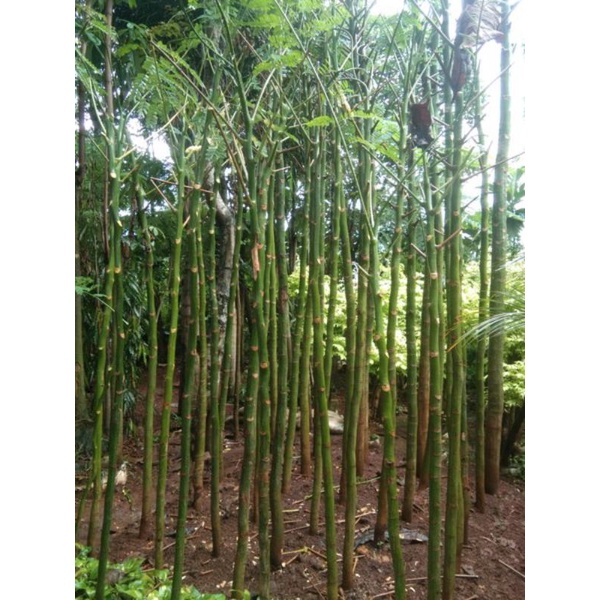 Jual New produk Tanaman hias pohon solobium 4-5 meter pohon pelindung ...