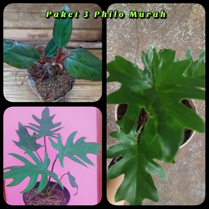 Jual Tanaman paket 3 jenis philo | Shopee Indonesia