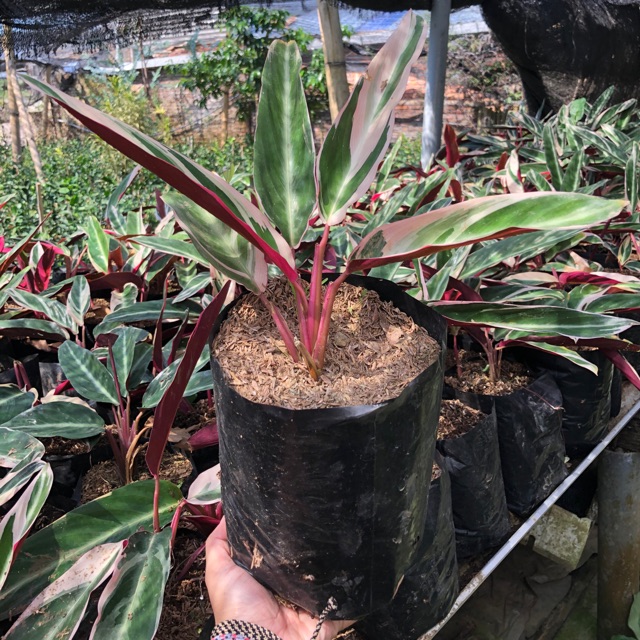 Jual Tanaman hias kalatea CALATHEA MULTICOLOR/MERANTI BALI | Shopee ...