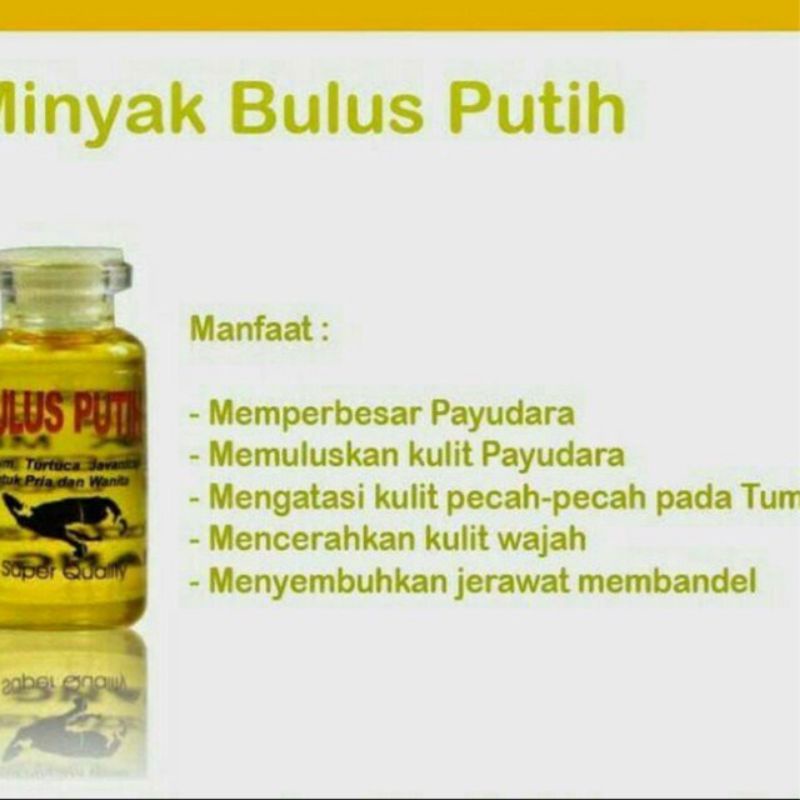 Jual [bisa COD] ~ MINYAK BULUS PUTIH ORIGINAL KEMASAN KACA (Tanpa BOX ...