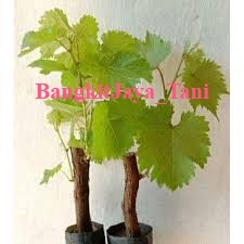 Jual Bibit Tanaman Anggur Caroline | Shopee Indonesia