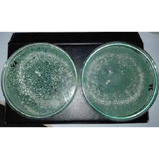 Jual Biakan Trichoderma sp. Murni Isolat Trichoderma Indonesia|Shopee ...