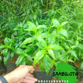 Jual Sambiloto Tanaman Herbal Daun Paitan Daun Pahitan | Shopee Indonesia