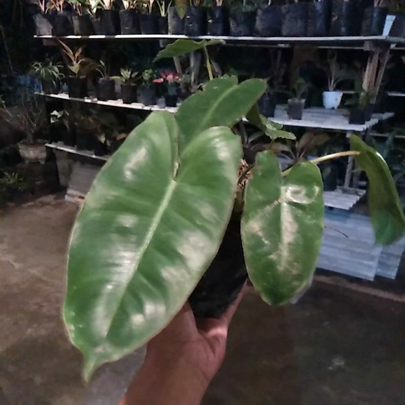 Jual Phillo dendron BURLEMAX / PHILLO BREKELE Geen kabel busi | Shopee ...