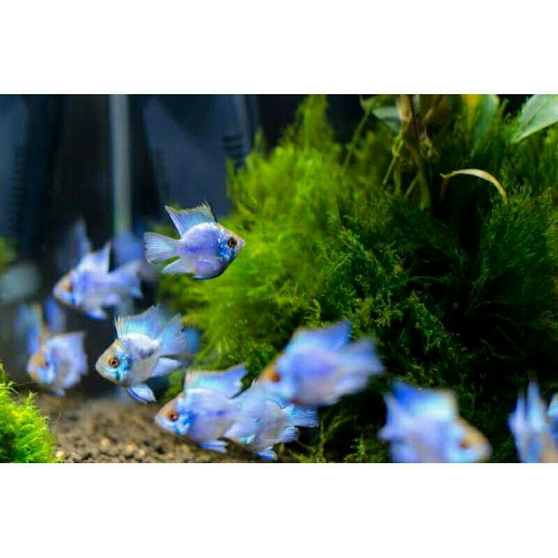 Jual ikan blue elektrik | Shopee Indonesia