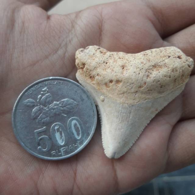 Jual Sharktooth megalodon | Shopee Indonesia