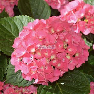 Jual bibit tanaman hortensia pink - pancawarna - hydrangea - bunga ...