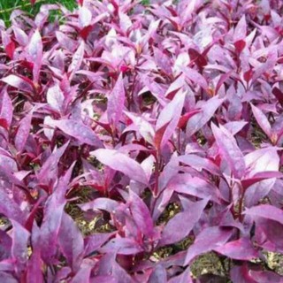 Jual Tanaman Bayam Merah | Pohon Ervah - tanaman hias ervah - pohon ...