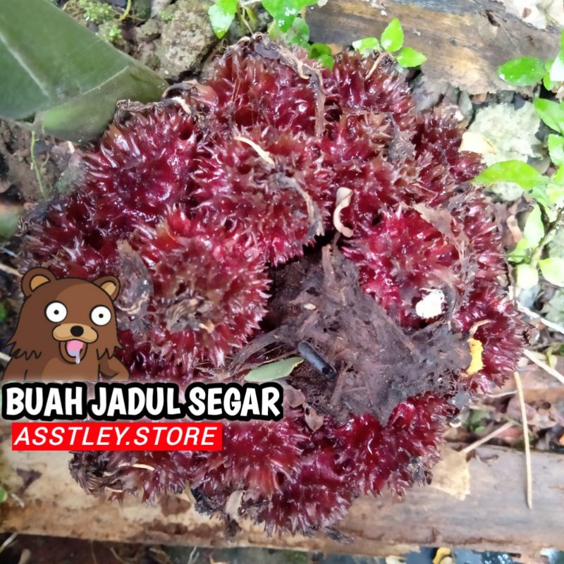Jual Rambutan Tanah / Parahulu Buah Langka Buah Jadul 500 Grm Indonesia ...