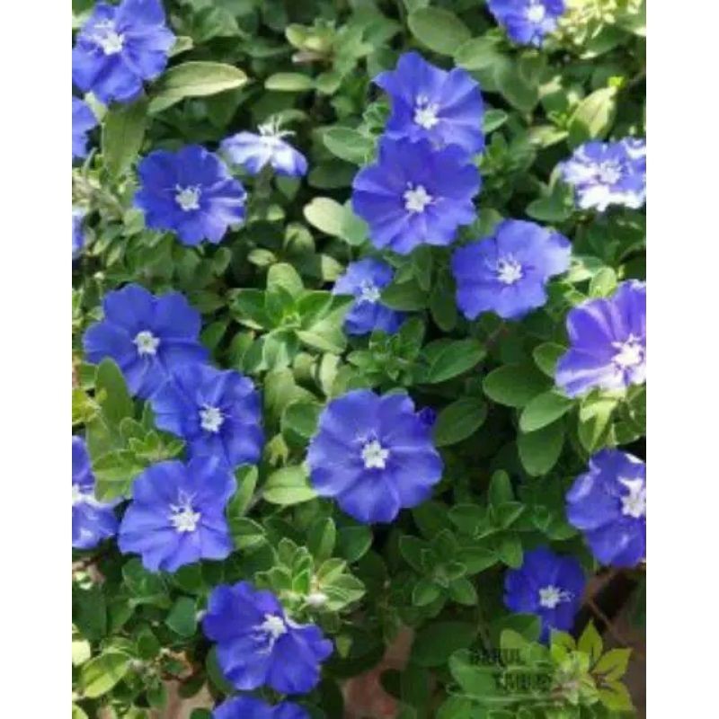 Jual Tanaman Hias Bunga Blue Eyes atau Baby Blue MURAH | Shopee Indonesia