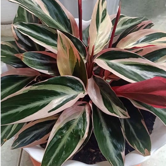 Jual tanaman hias bunga calathea multicolor / chalatea merah putih ...