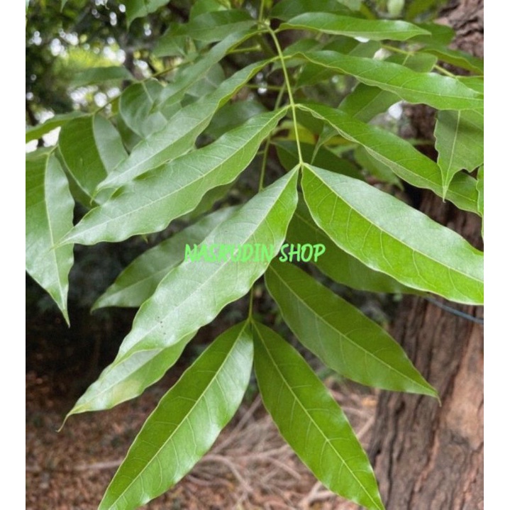 Jual DAUN MAHONI SEGAR | DAUN BUAH MAHONI LANGSUNG PETIK | DAUN POHON ...