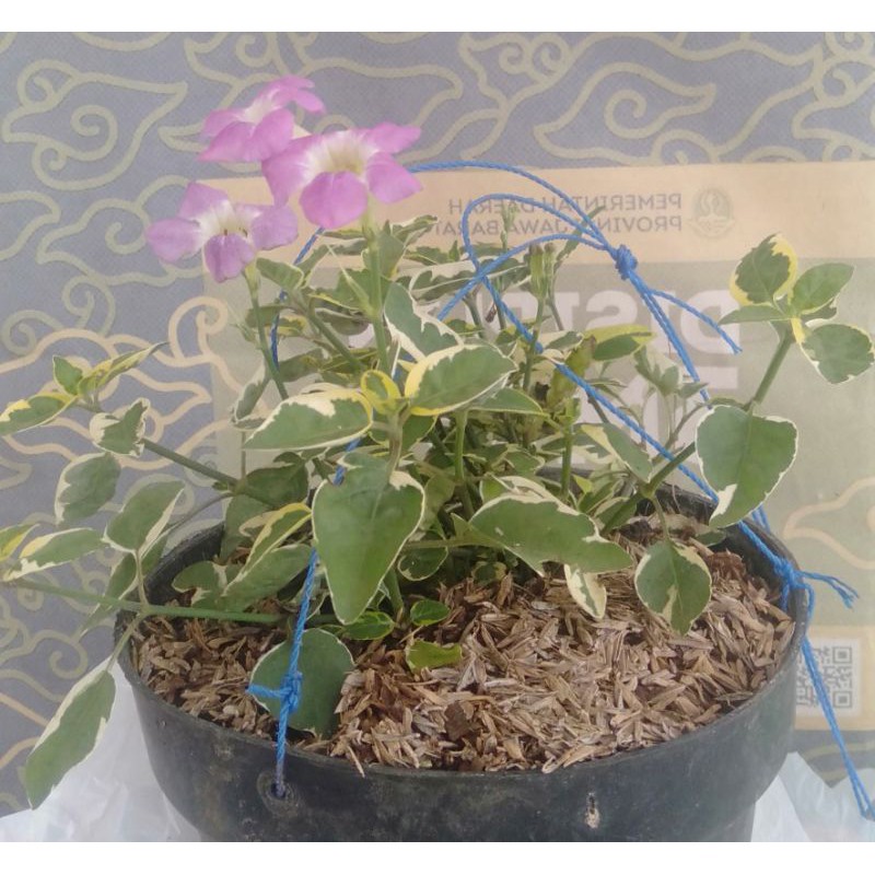 Jual teronia parigata (asytasya) | Shopee Indonesia