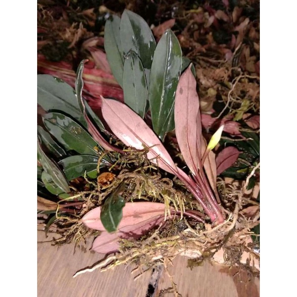 Jual Bucephalandra Pink Lady (Tanaman aquascape) Indonesia|Shopee Indonesia