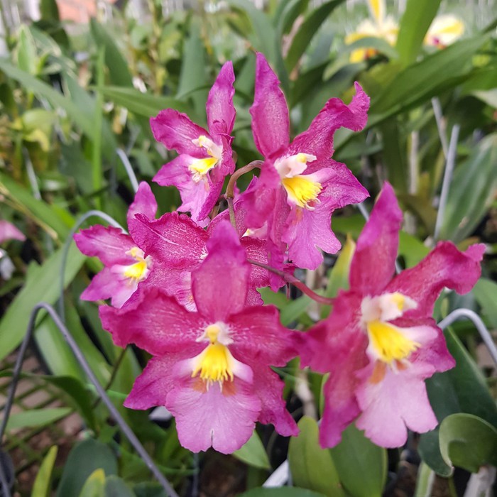 Jual Anggrek Oncidium Calico Gem New Star | Shopee Indonesia