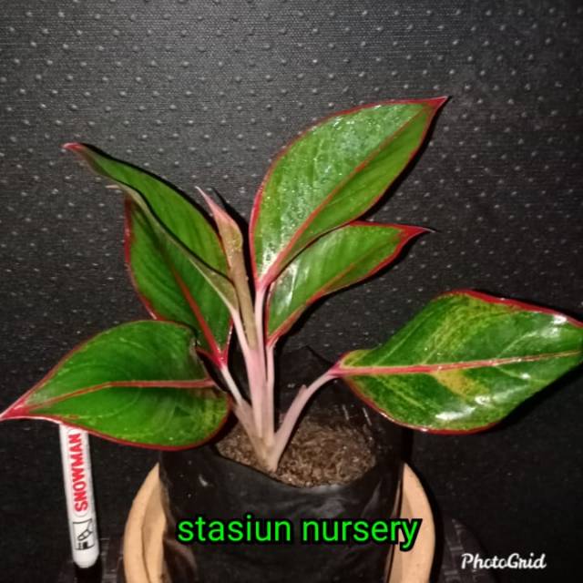 Jual tanaman hias aglo aglonema aglaonema lipstik siam aurora | Shopee ...