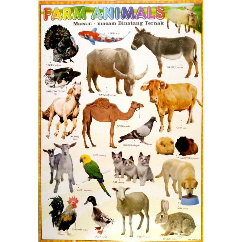 Jual Poster Anak Edukasi FARM ANIMAL / Binatang Ternak | Shopee Indonesia