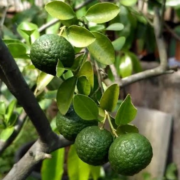 Jual Bibit Jeruk Limo Pohon Jeruk Limau Bibit Pohon Jeruk Limao Jeruk ...
