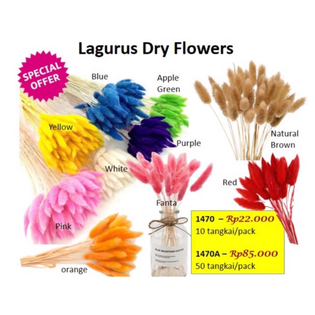 Jual Lagurus Dry Flower - Dried Flower - Bunga Kering isi 10tangkai ...