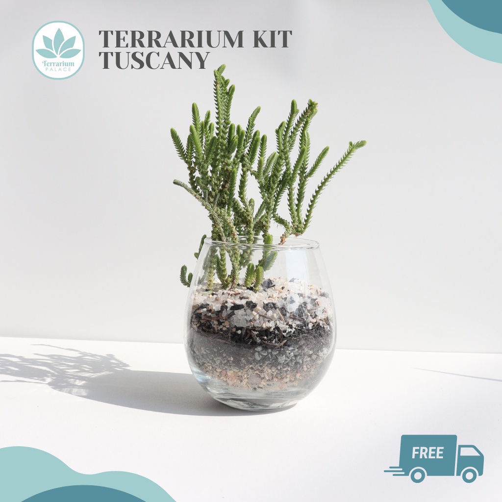 Jual HAMPERS TANAMAN TERRARIUM SUKULEN RAKIT TUSCANY DIY KIT BY ...