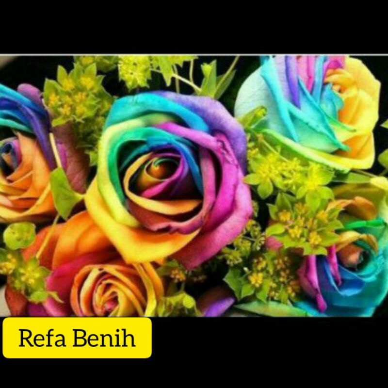 Jual Biji Benih Bunga Mawar Rainbow F1 Import / Benih Mawar Pelangi ...