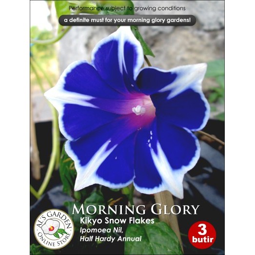 Jual Benih Bunga Morning Glory Kikyo Snow Flakes (3 butir) | Shopee ...