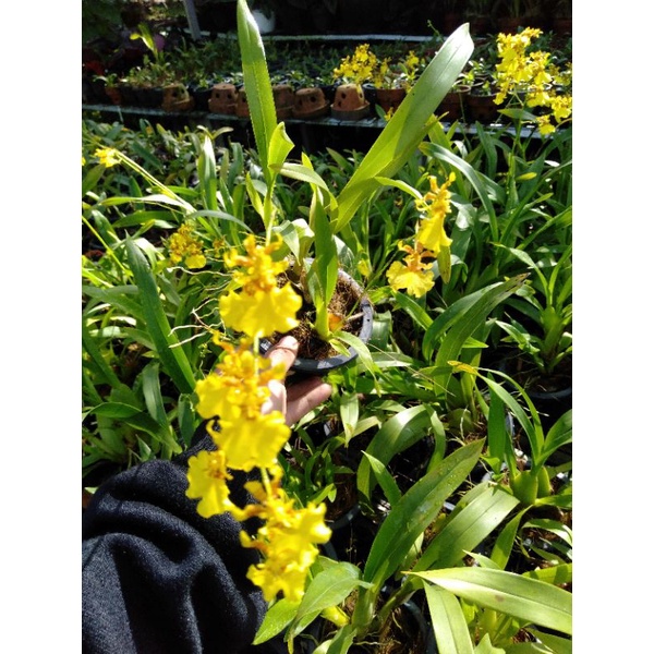 Jual Angrek Oncidium Golden Shower-Bunga spike-bung kuning realpick ...