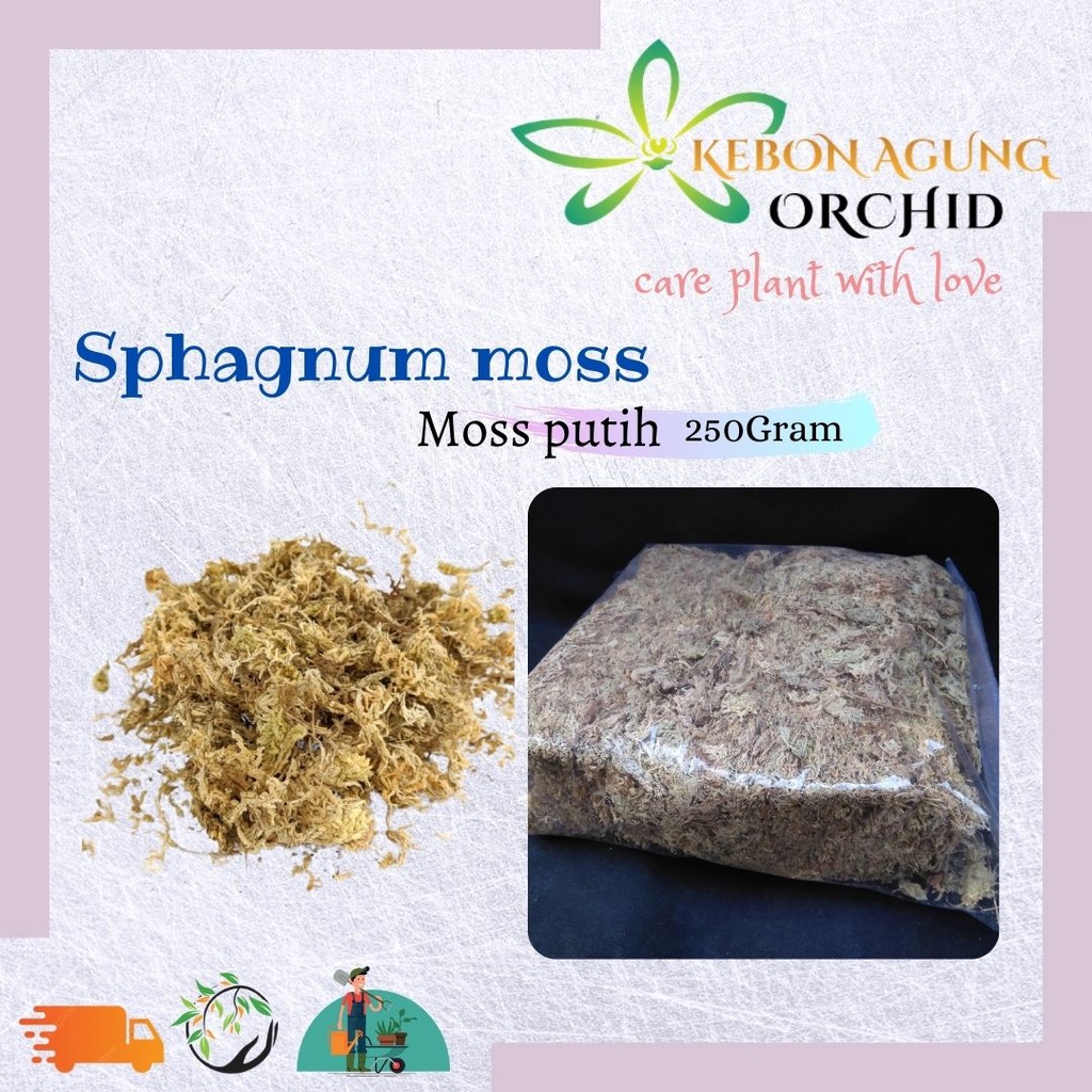 Jual Spagnum Moss / Lumut Putih Chile - Media Tanam Tanaman Hias ...
