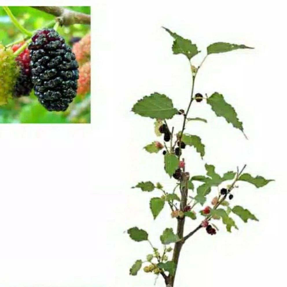 Jual Bibit Pohon Buah Murbei Mulberry Unggulan | Shopee Indonesia Jual Bibit Pohon Buah Murbei Mulberry Unggulan | Shopee Indonesia