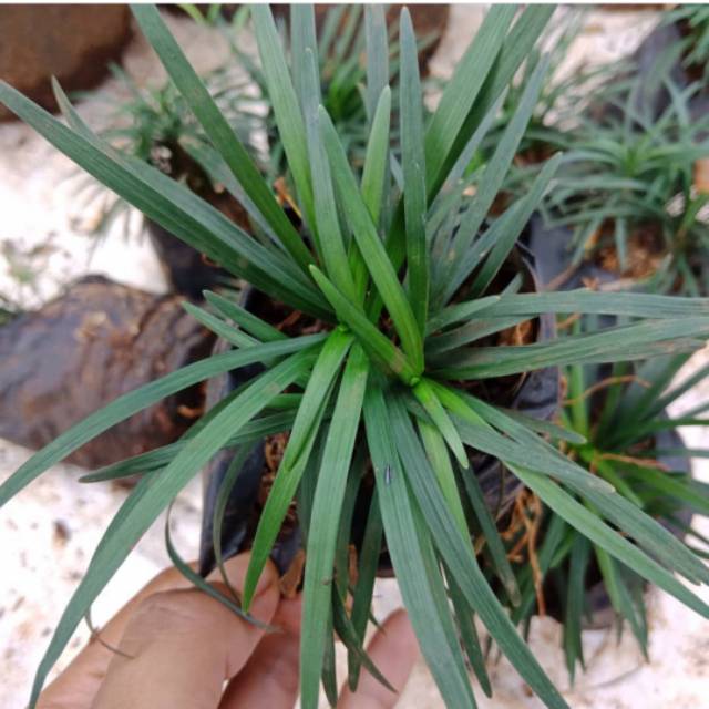 Jual Tanaman hias lili kucai mini - tanaman lily kucai hijau | Shopee ...