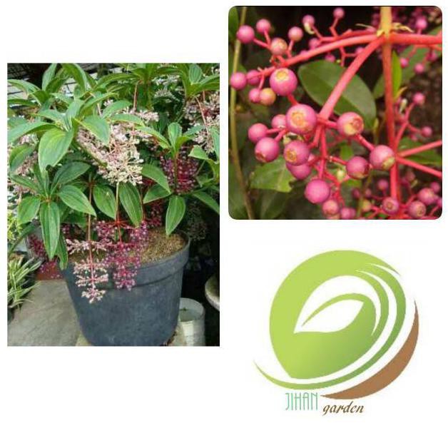 Jual Bibit pohon tanaman buah parijoto/ lady nila | Shopee Indonesia Jual Bibit pohon tanaman buah parijoto/ lady nila | Shopee Indonesia