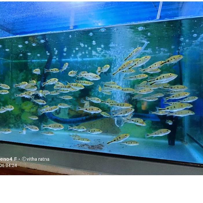 Harga Temensis Terbaru Mei 2022 | BigGo Indonesia