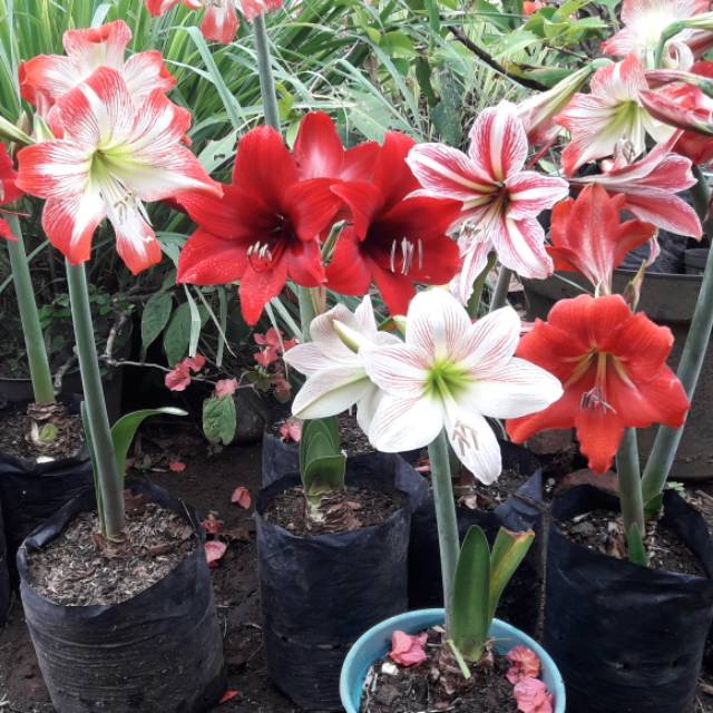 Jual Tanaman Bunga Amarilis - Tanaman Hias Amarullis - Tanaman Hais ...