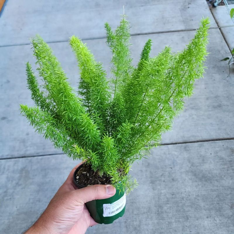 Jual Tanaman Ekor Tupai / ekor kucing / asparagus densiflorus / asparagus fern / plume asparagus ...