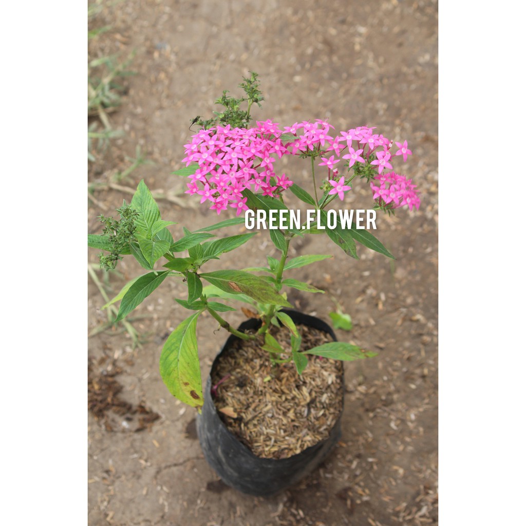 Jual Tanaman Bunga Pentas Lanceolata - Egyptian Star Cluster | Shopee ...