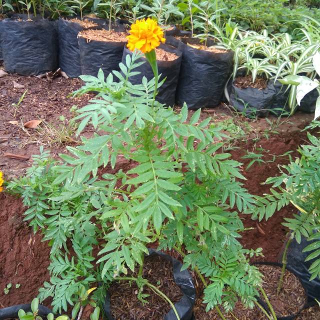 Wajib Tahu! 27+ Tanaman Bunga Kenikir Terbaik - Informasi Seputar ...