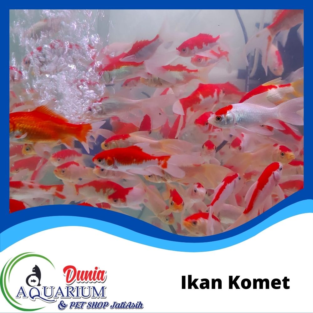 Jual Ikan Hias Mas Komet Slayer Aquarium Kolam Minimalis Indonesia ...