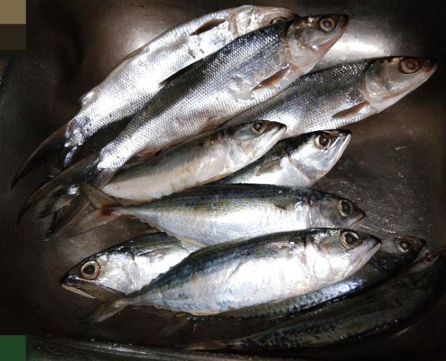 ikan bandeng beku / frozen milkfish | Shopee Indonesia