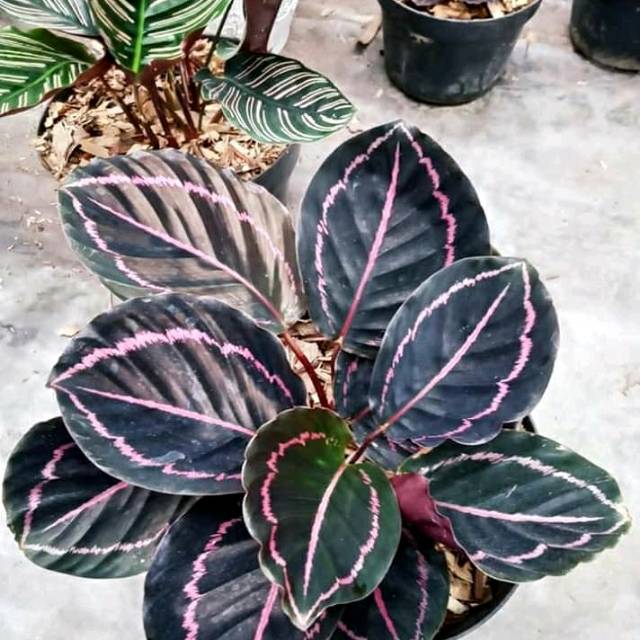 Jual Tanaman hias black lipstick.-pohon calathea | Shopee Indonesia