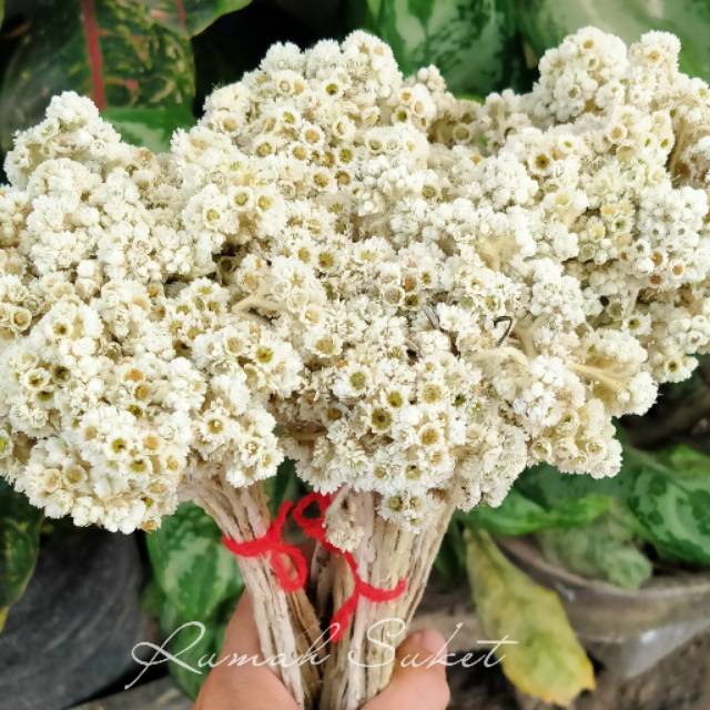 Deretan Contoh Gambar Bunga Edelweis Kekinian - Informasi Seputar ...