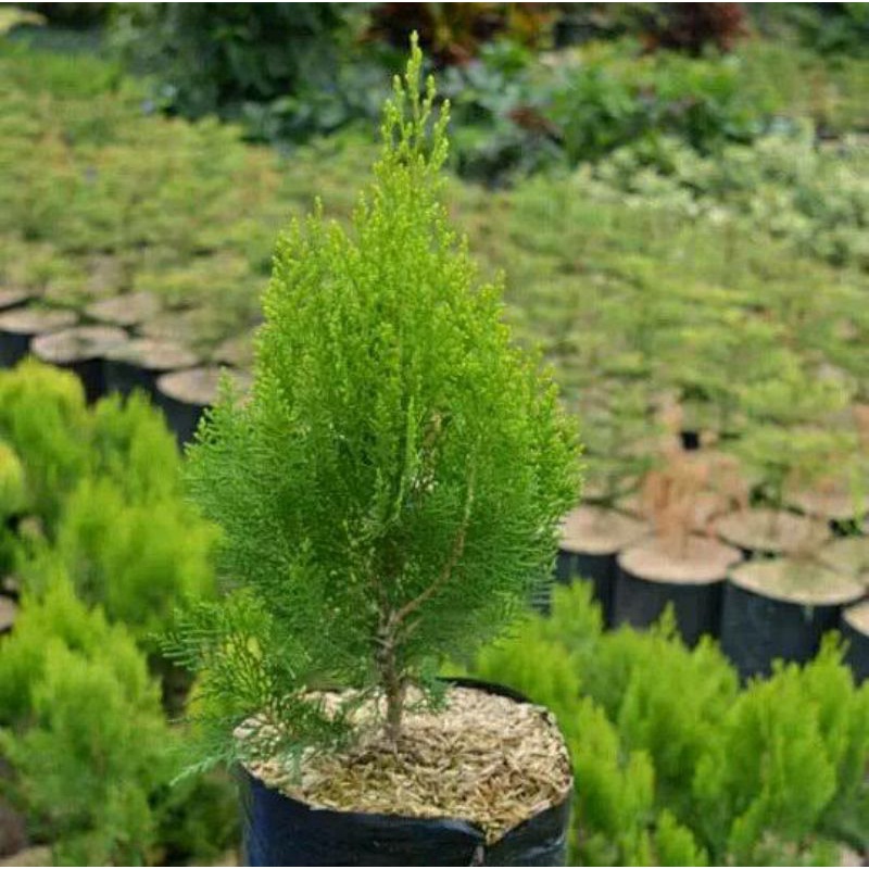 Jual bibit tanaman pohon cemara kipas | Shopee Indonesia