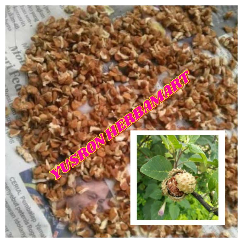 Jual BENIH KECUBUNG WULUNG ISI 150 Biji | Shopee Indonesia Jual BENIH KECUBUNG WULUNG ISI 150 Biji | Shopee Indonesia