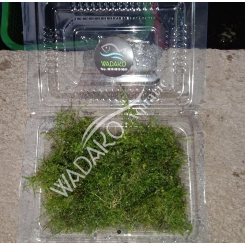 Jual Moss Ricardia Medium per mika aquascape aquarium | Shopee Indonesia