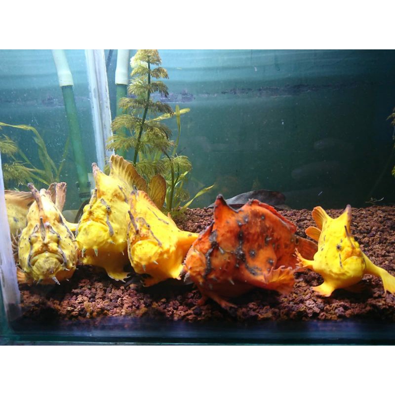 Jual IKAN FROGFISH BRACKISH / PAYAU,BISA FULL FRESHWATER (ANTENNARIUS ...