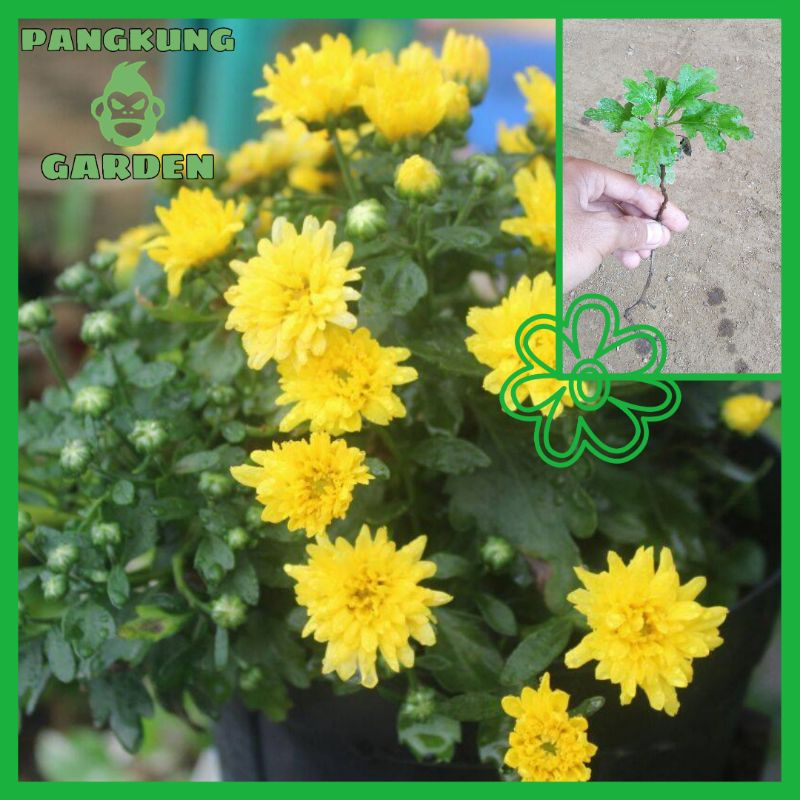 Jual Tanaman Bunga Krisan Kuning | Chrysanthemum | Shopee Indonesia