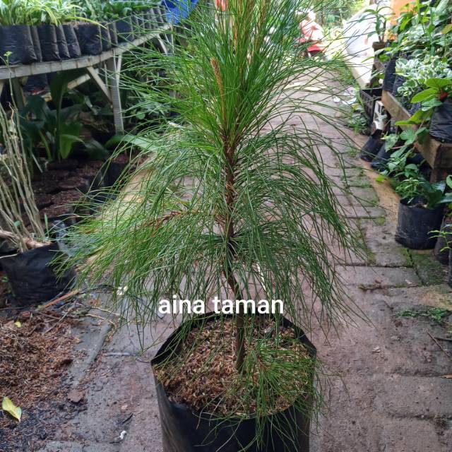 Jual POHON CEMARA PINUS-bibit tanaman cemara pinus | Shopee Indonesia