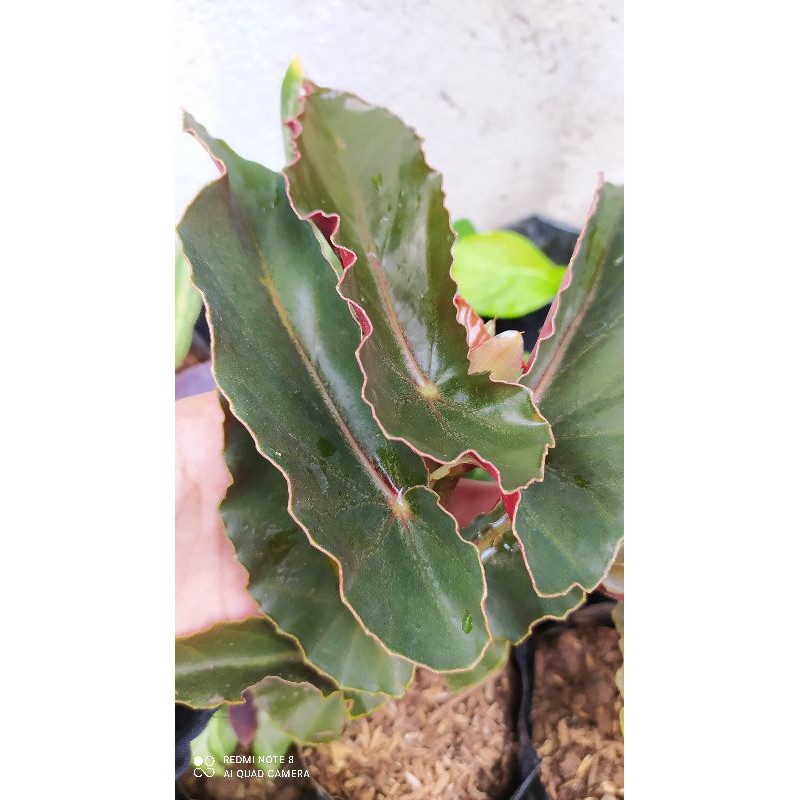 Jual tanaman hias begonia merah lokal | Shopee Indonesia