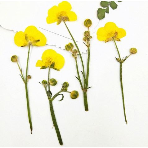 Jual Buttercup Dried Flower - Bunga Buttercup Kering (1pc) | Shopee ...