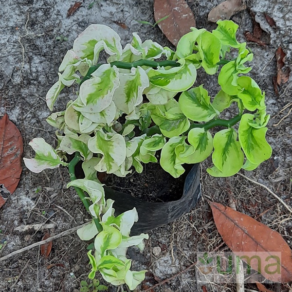 Jual Tanaman hias patah tulang zig-zag lidah api putih | Shopee Indonesia